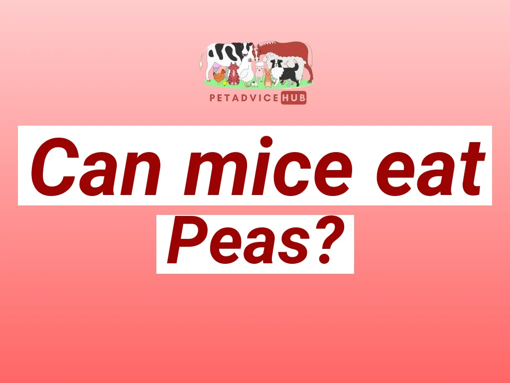 Can mice eat peas? - Pet Advice Hub